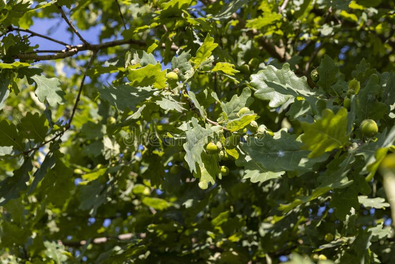 The Oak Tree in the Summer in Sunny Weather Stock Image - Image of ...