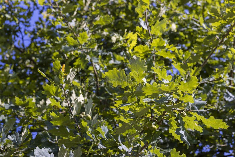 The Oak Tree in the Summer in Sunny Weather Stock Image - Image of ...