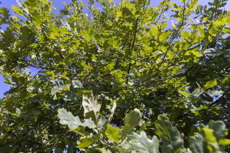 The Oak Tree in the Summer in Sunny Weather Stock Photo - Image of ...