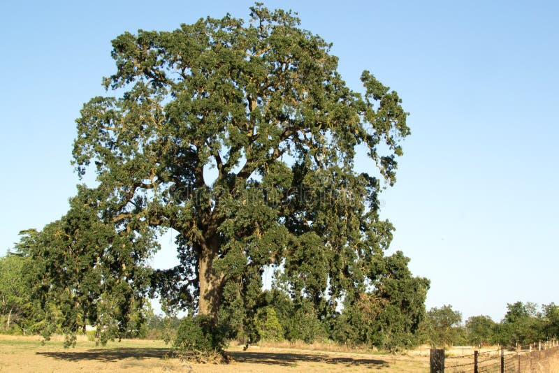 Oak tree in the summer stock image. Image of bright, blue - 64502245
