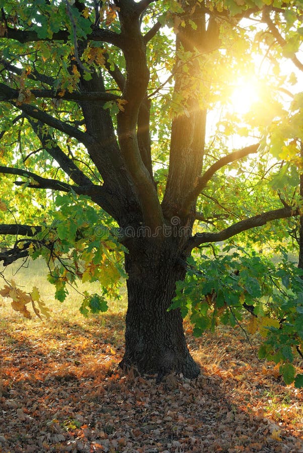 Oak tree and sun rays stock photo. Image of park, leaf - 13564086