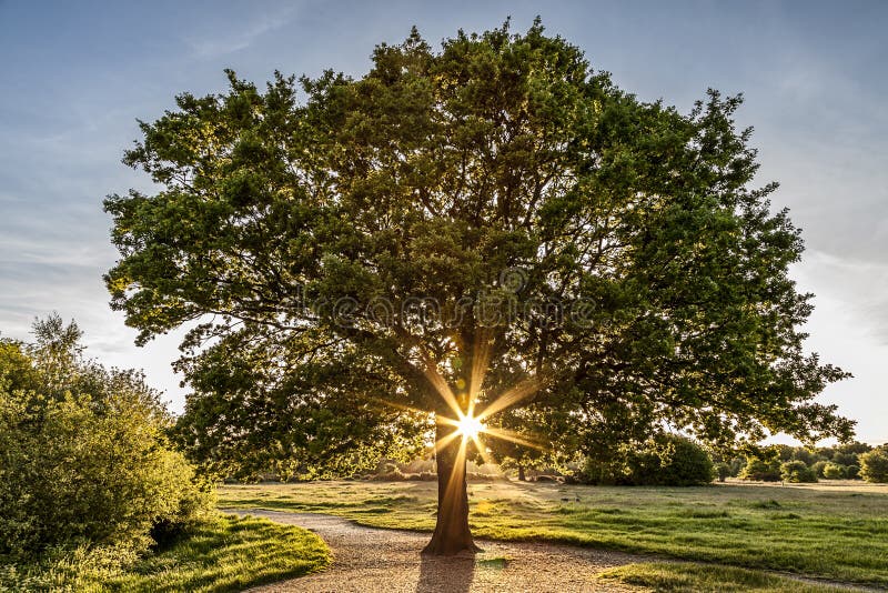 Oak Tree Sunflare stock image. Image of morning, burst - 151125413