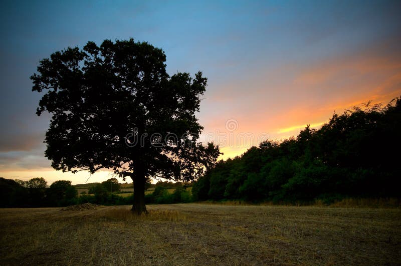 A Single Large Oak Tree At Sunset Or Sunrise Stock Photo - Image of ...
