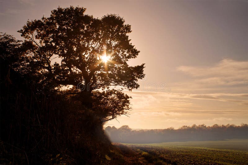 Oak Tree Sunset stock photo. Image of texas, silhouette - 3175860