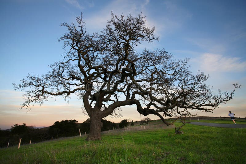 Oak Tree at sunset stock photo. Image of grass, dusk, blue - 4485356