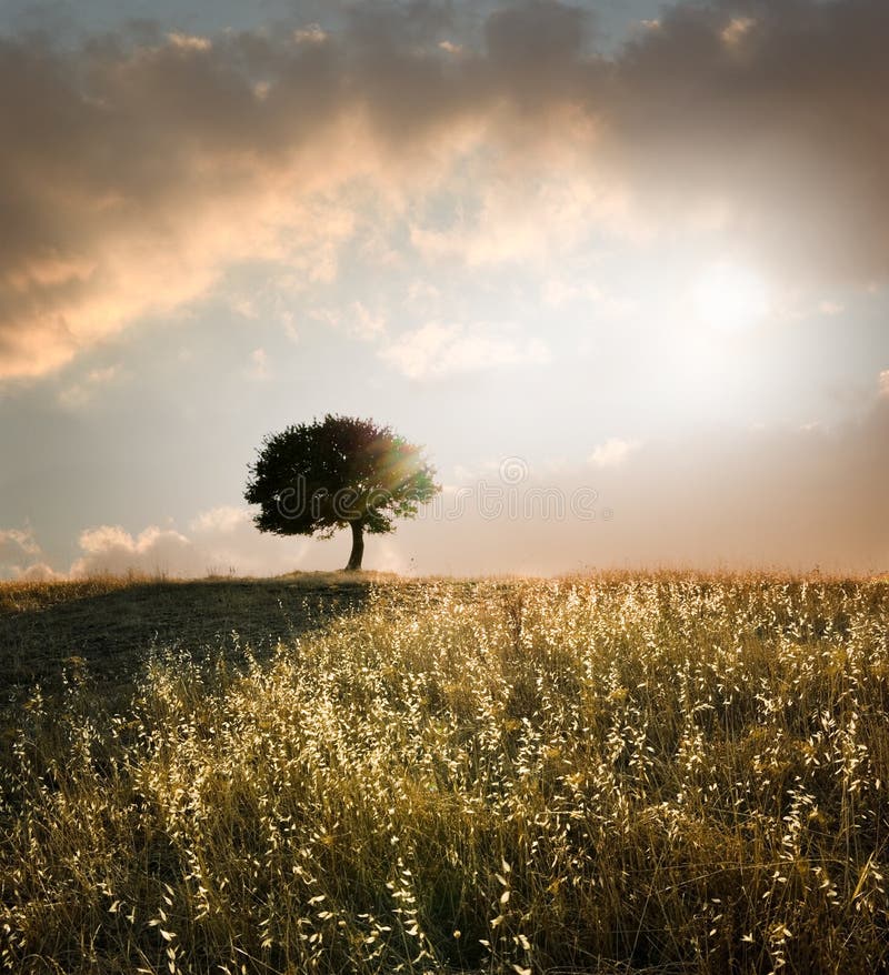 Oak tree in the sunset stock photo. Image of brown, plant - 6060534