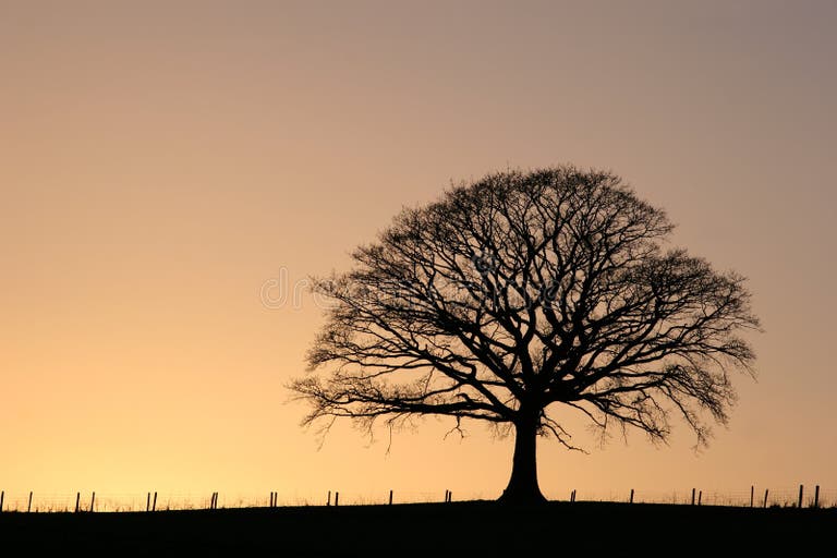 2,235 Beautiful Oak Tree Sunset Silhouette Stock Photos - Free ...
