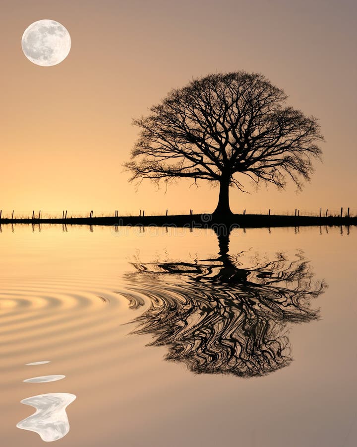 Oak Tree at Sunset stock image. Image of cold, golden - 7413537