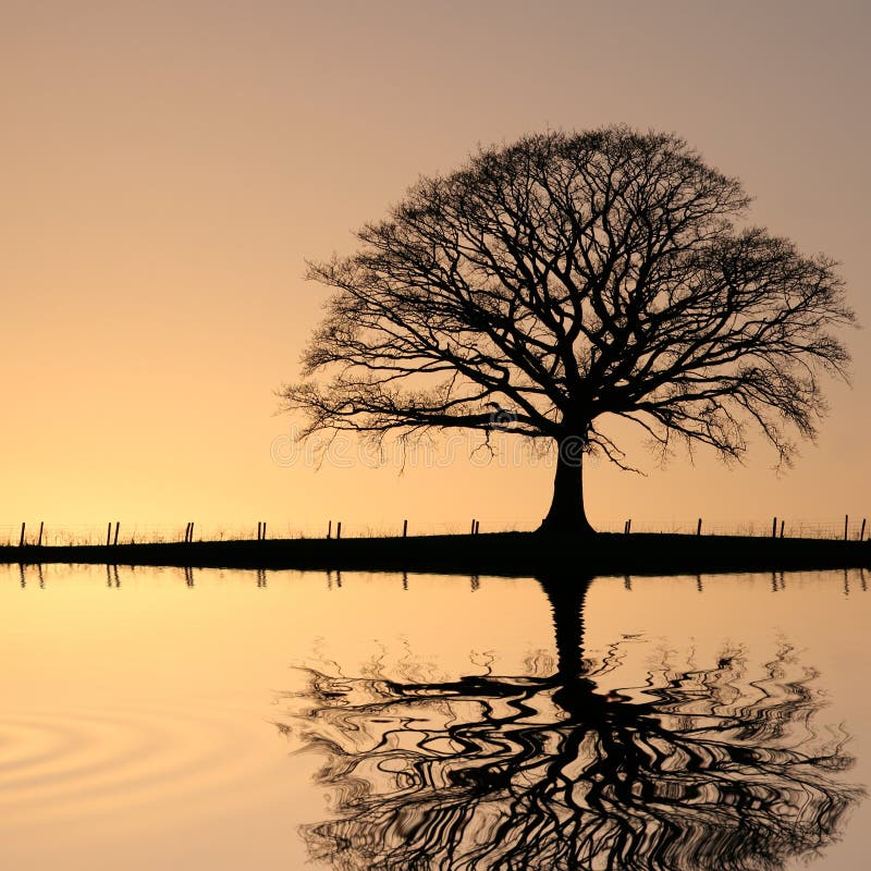 Oak Tree Reflection stock image. Image of oaks, grass - 6363227