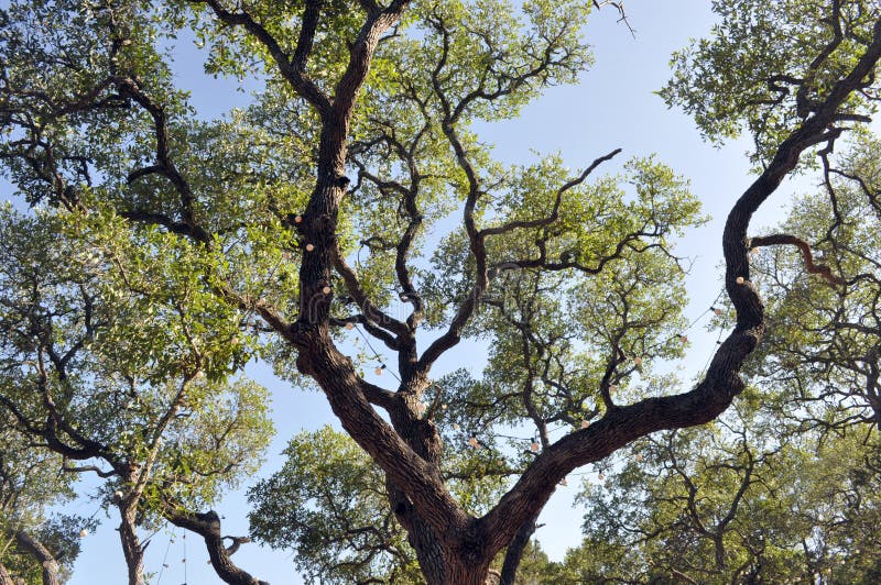 Oak tree on sunset stock photo. Image of vascular, plant - 95536650