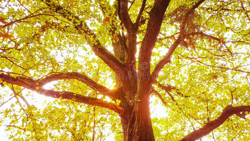 Oak tree at sunset stock photo. Image of sunset, fall - 78170622