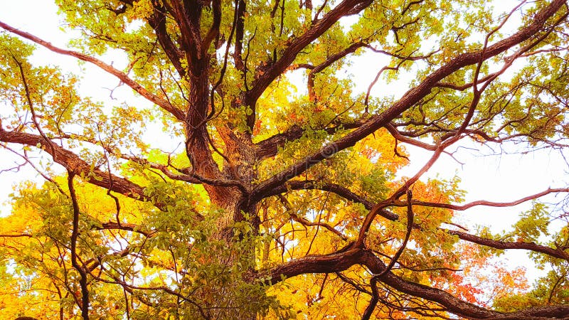 Oak tree at sunset stock photo. Image of sunset, fall - 78170622