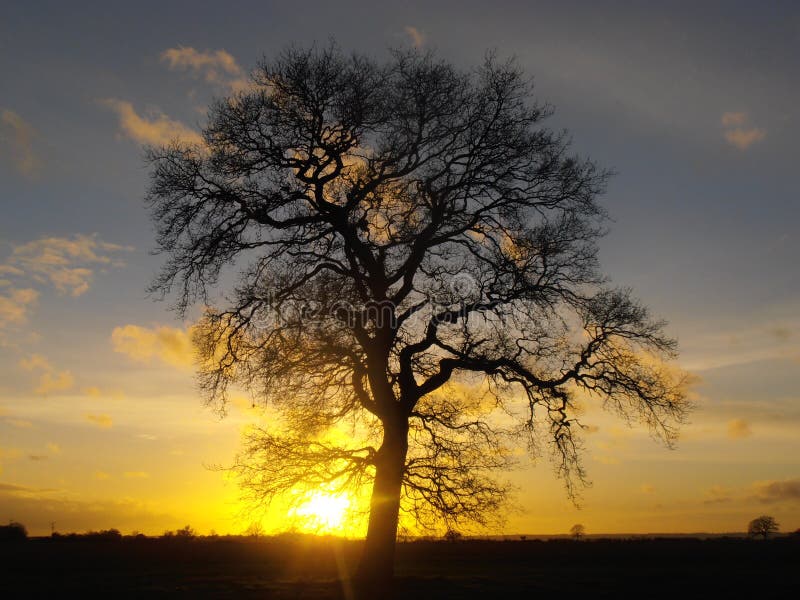 Oak Tree at Sunset stock photo. Image of yellow, rural - 153405626