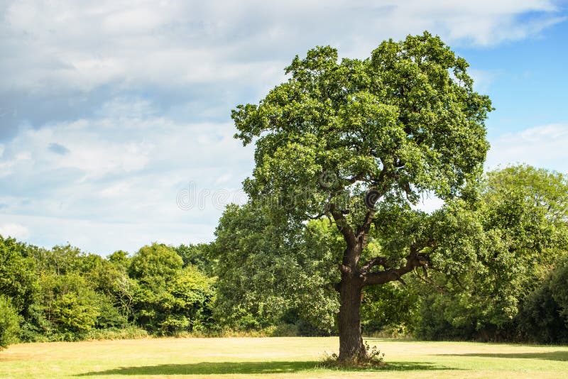 Single young oak tree stock photo. Image of branch, outdoor - 4939354