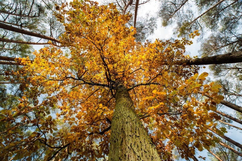 Oak Tree Super Wide Angle Shot Stock Photo - Image of look, blue: 80013198