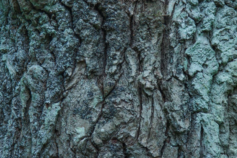 Oak tree texture stock image. Image of gnarled, forest - 239372839