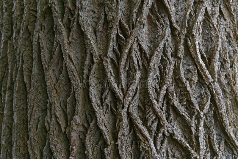 Oak tree texture stock photo. Image of structure, texture - 81822814