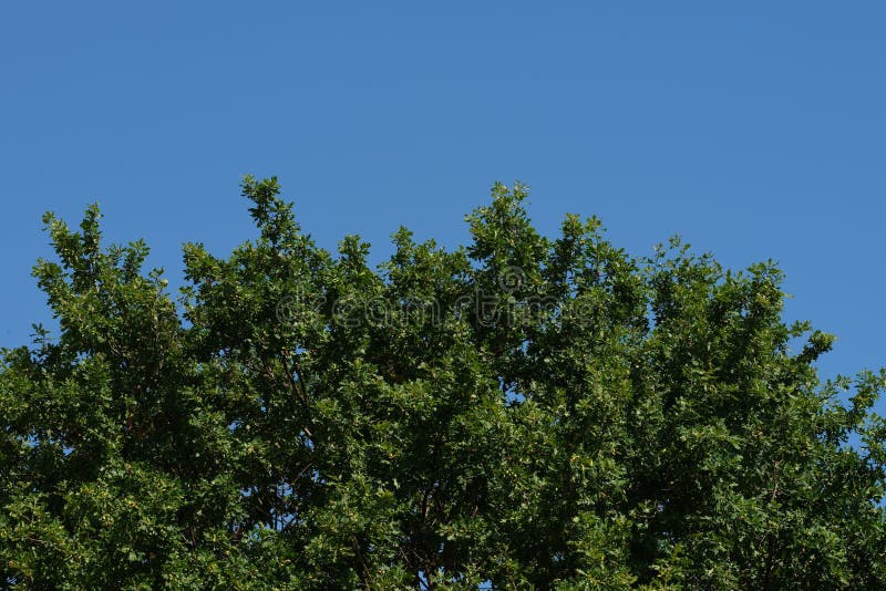 Oak Tree Top Against Blue Sky Stock Image - Image of organic, nature ...