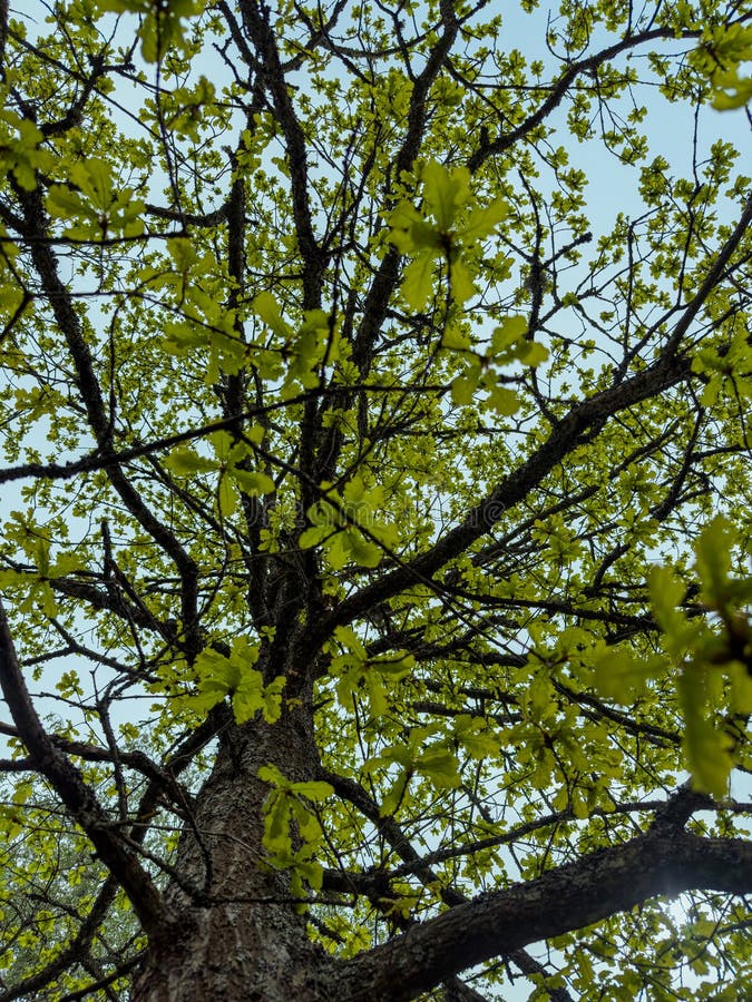 Oak Tree Top with Fresh New Leafs Stock Image - Image of finland ...