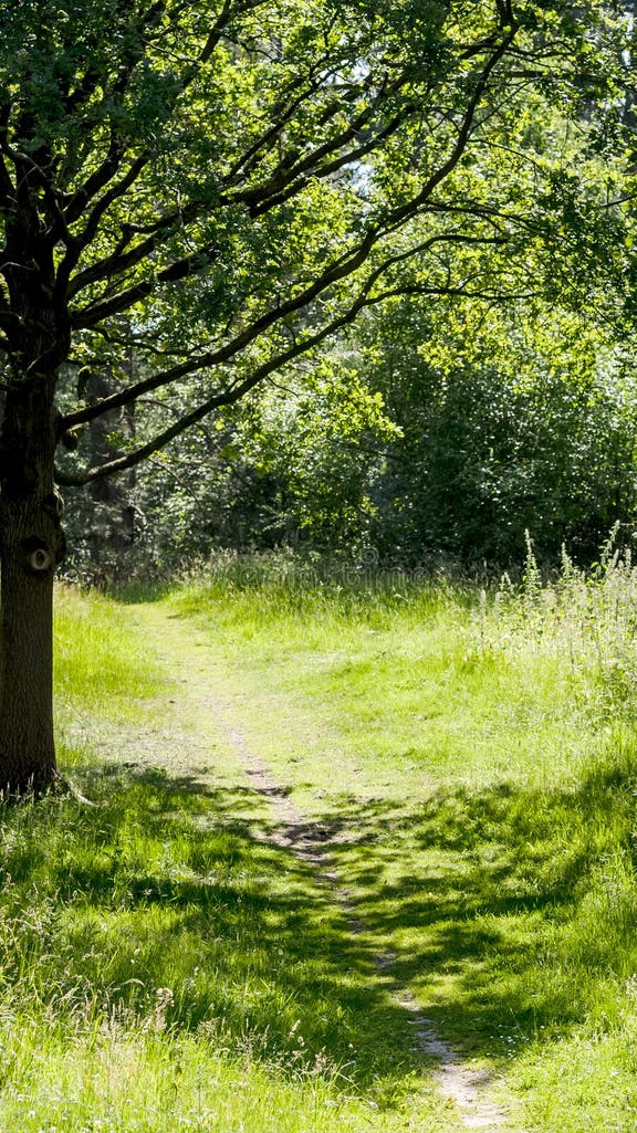 Oak tree and trail stock photo. Image of clouds, confidence - 39776656