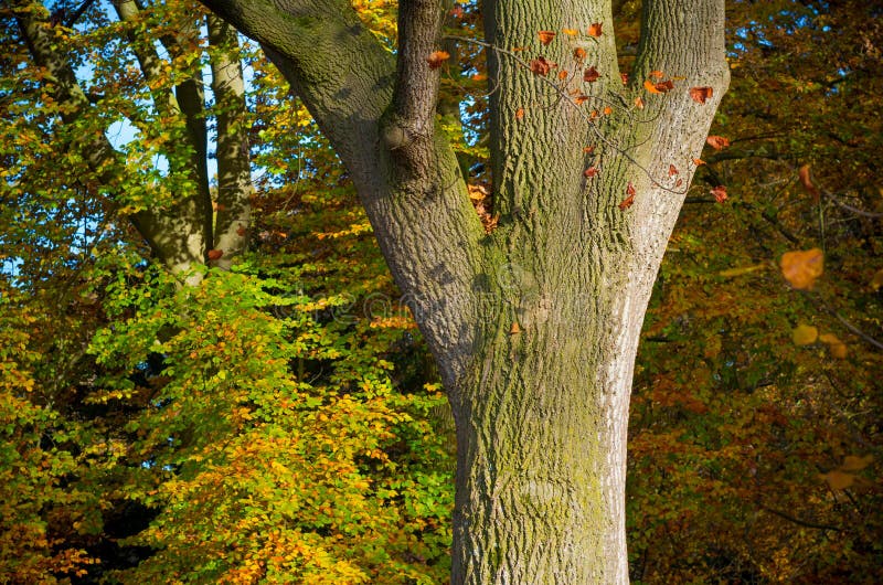 Oak tree trunk stock photo. Image of branch, canopy, ecosystem - 74607654