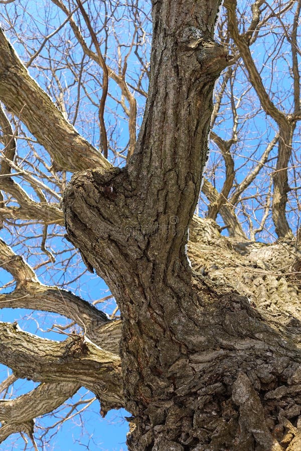 Oak. Tree Trunk, Bottom View. Nature in the Winter Season. Against the ...