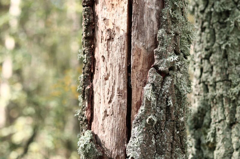 Oak Tree Trunk Covered with Lichen. Cracked Oak Bark Close-up Stock ...