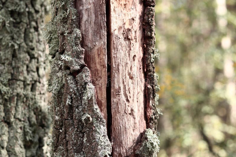 Oak Tree Trunk Covered with Lichen. Cracked Oak Bark Close-up Stock ...