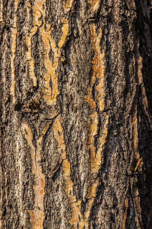 Oak Tree Trunk Forest. Trunk of a Tree in a Park on the Nature Stock ...