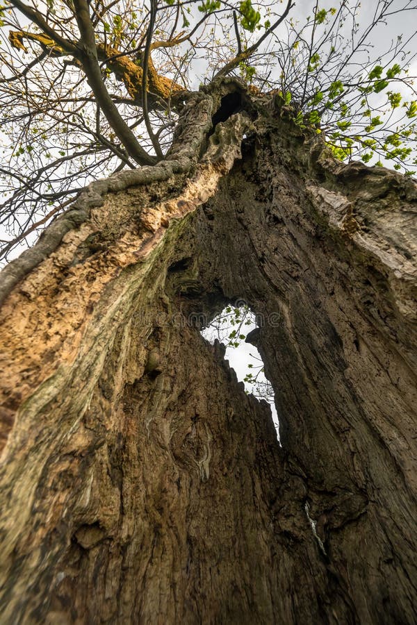 Oak tree trunk stock photo. Image of abstract, wood - 182379428