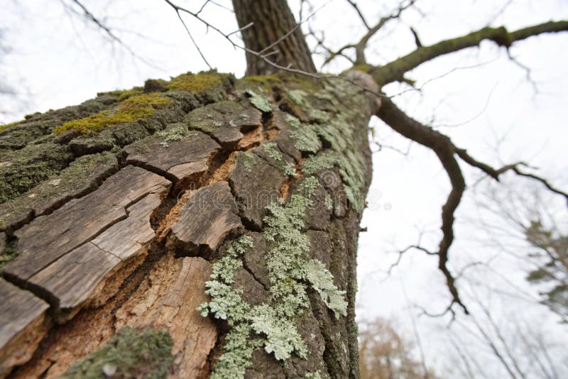 Oak Tree Trunk with Lichen and Cracked Bark Stock Illustration ...