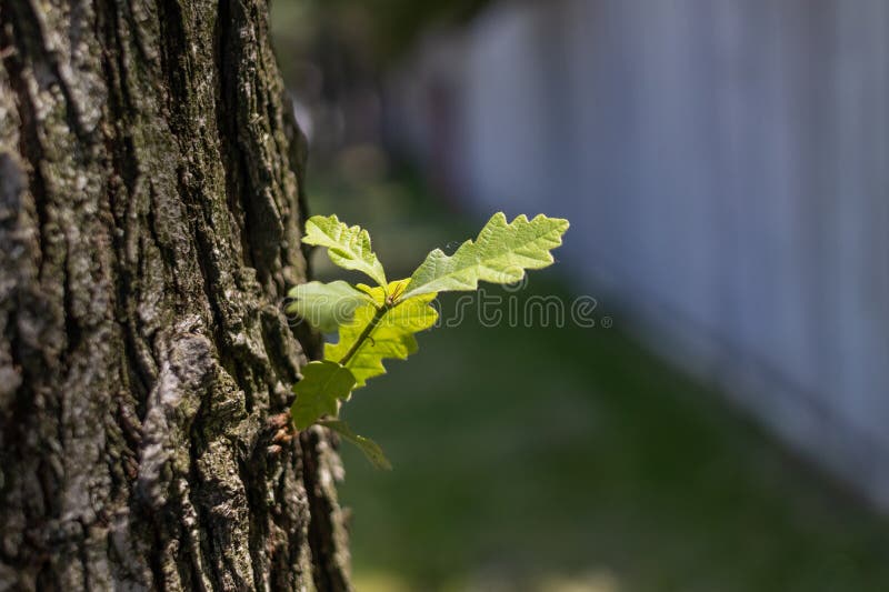 Oak Tree Trunk - New Growth - Springtime - Close Up Stock Photo - Image ...