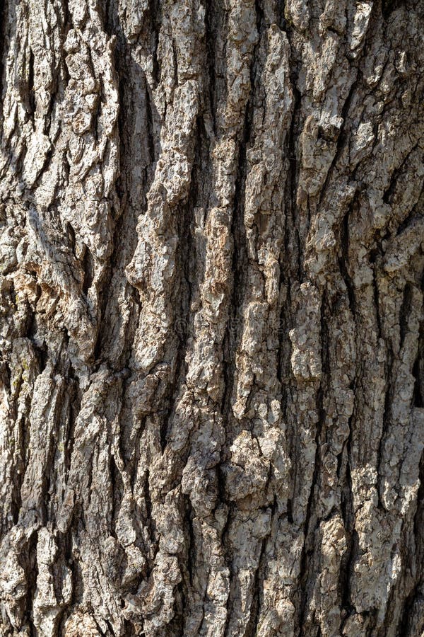 Oak Tree Trunk Texture Background Stock Photo - Image of frame, wood ...