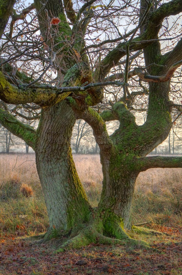 Oak tree with two stems stock image. Image of sturdy - 35706489