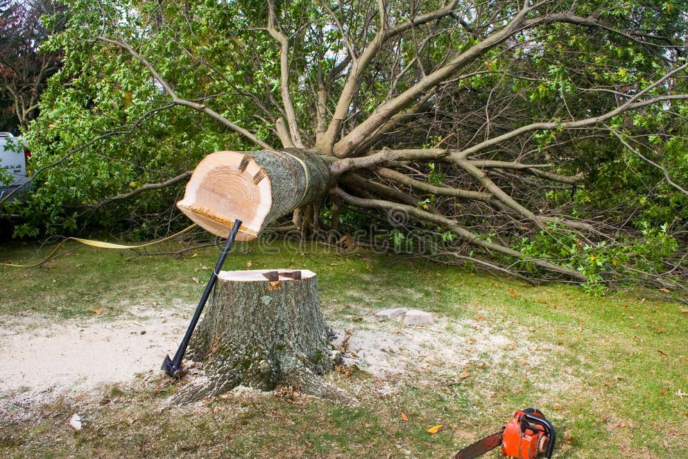 Fallen tree stock photo. Image of limbs, fell, stump - 102340868