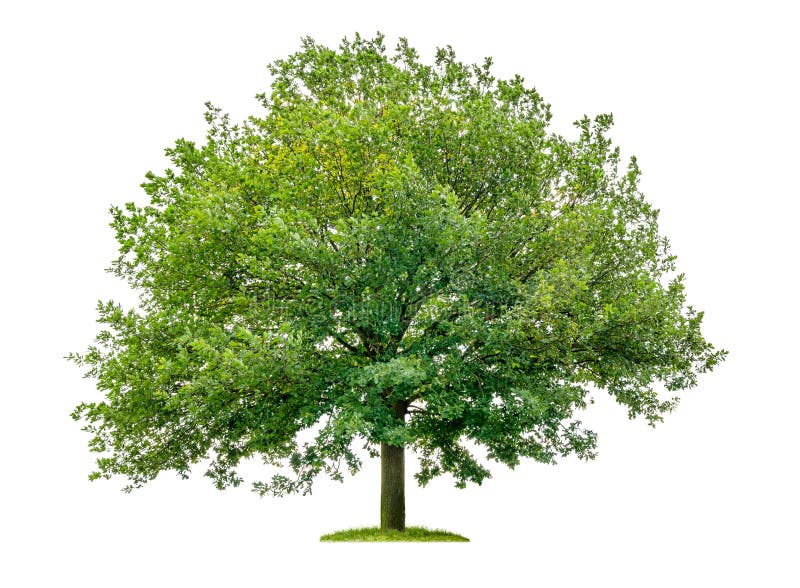 Oak Tree On A White Background Stock Photo - Image: 40948841