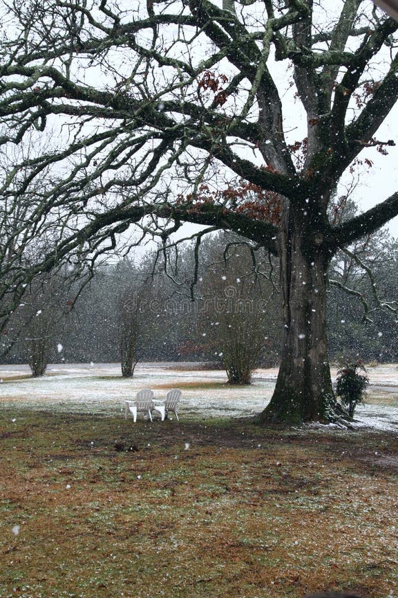 1,009 4 Tall Tree Stock Photos - Free & Royalty-Free Stock Photos from ...