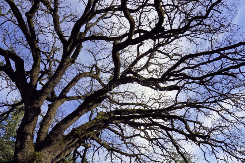 Oak Tree in Winter, Bare Branches, Texture Stock Image - Image of ...