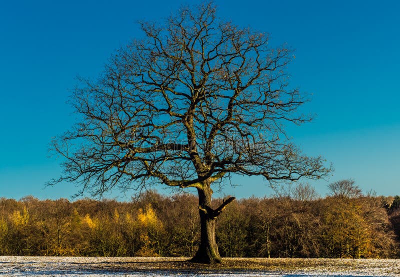 Oak tree in winter stock photo. Image of mighty, derbyshire - 62670490