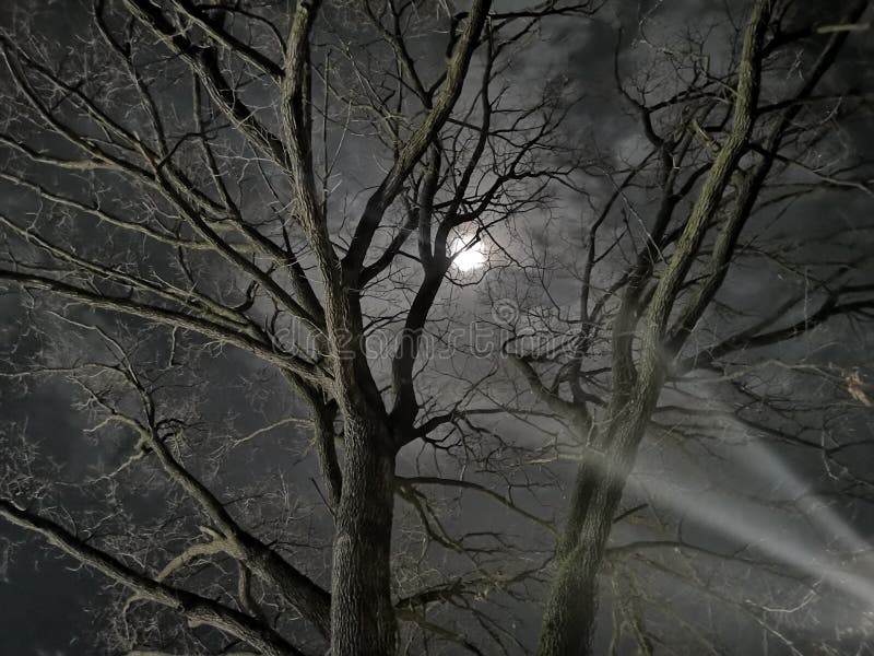 Oak Tree in Winter at Night Stock Photo - Image of moon, blue: 205914960