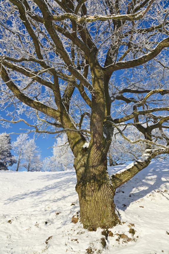 Oak tree in winter stock photo. Image of clear, blue - 46396986