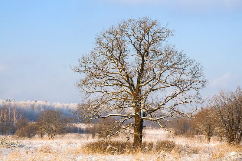 Oak on winter field stock image. Image of climate, landscape - 11161849