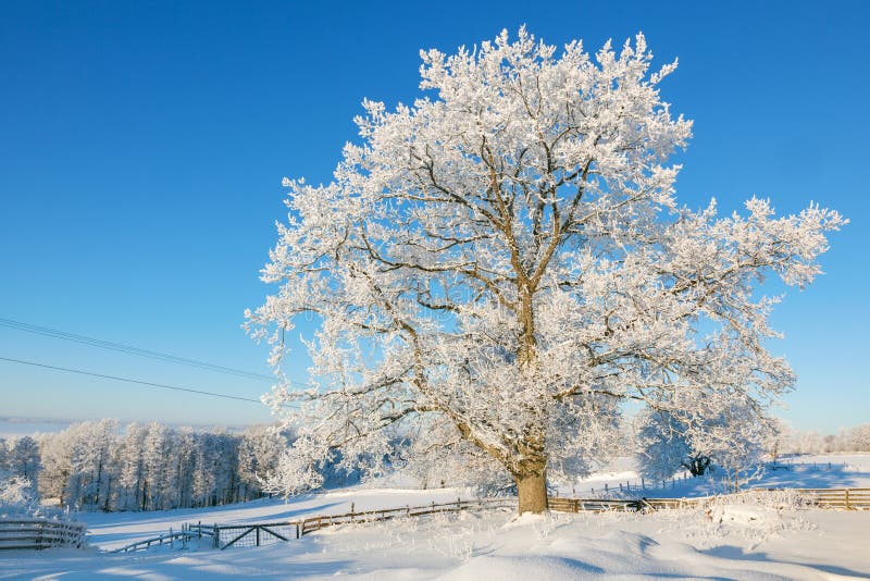 Oak tree in winter stock photo. Image of frosty, branch - 78781362