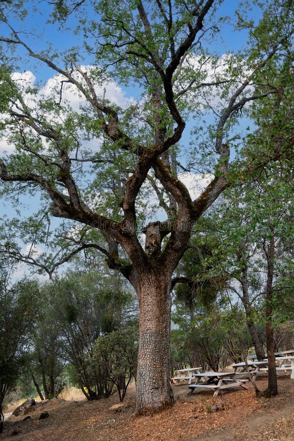 Oak Tree in the Woods stock photo. Image of serene, sunlight - 306438744