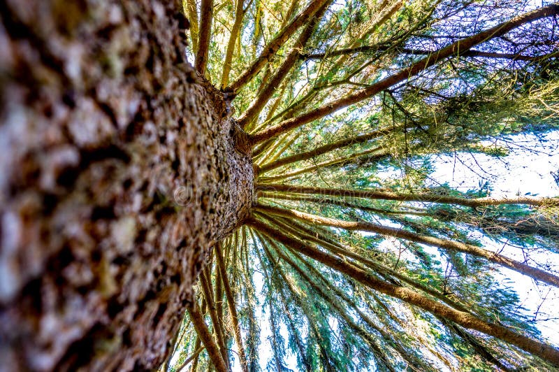 Oak Tree with Yellow Leaves Autumn from Bottom To the Top View Stock ...