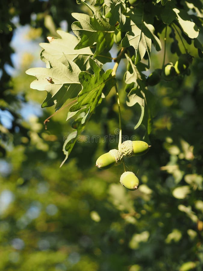 Oak Tree with Young Acorns in Front of a Blue Sky Stock Image - Image ...