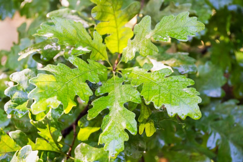 Oak Tree with Young Oak Leaves. Green Oak Leaves on Banch in the Forest ...