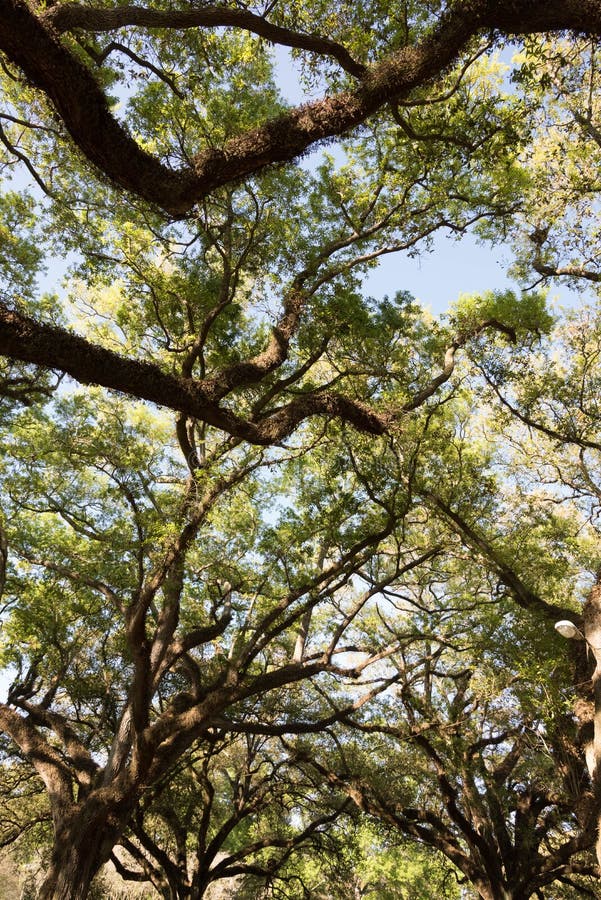 Oak trees against sky stock photo. Image of leaf, travel - 52420958