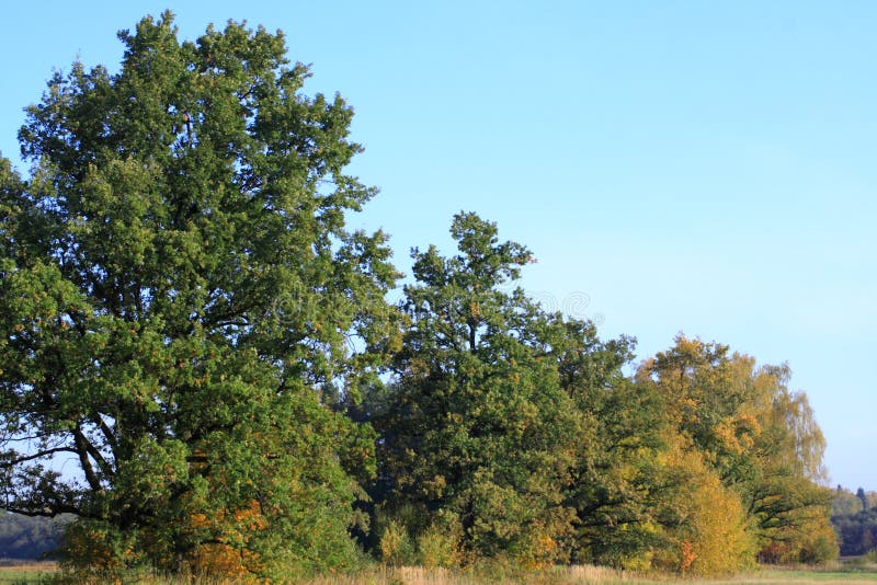 Oak trees in autumn stock photo. Image of nature, line - 6787274