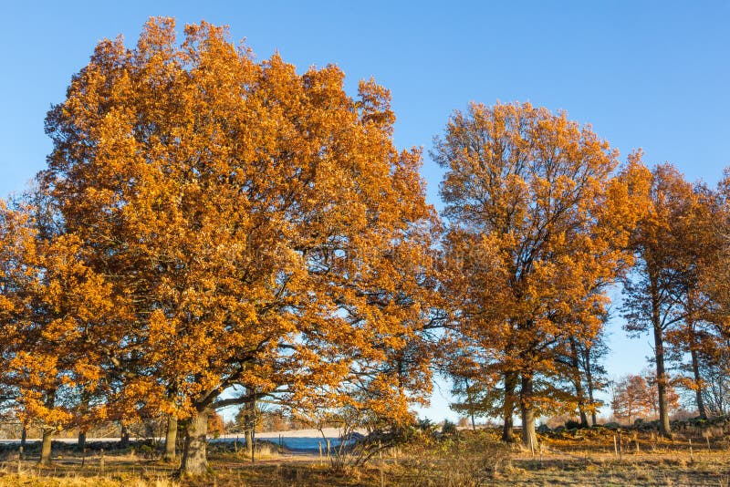 Oak trees stock image. Image of season, colour, autumn - 33262819